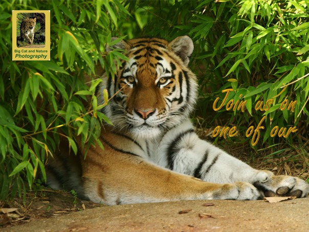 Big Cat & Nature Photography | Photography Workshops and Photo Days ...