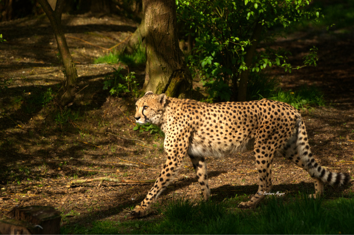 Big Cat Photography Workshop; 6-hour Photo Day with Big Cats and more ...