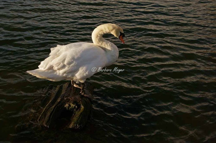 Big Cat & Nature Photography | Photography Workshops and Photo Days ...