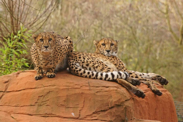 Big Cat Photography Workshop; 6-hour Photo Day with Big Cats and more