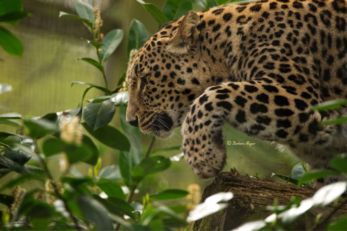 Big Cat & Nature Photography | Photography Workshops and Photo Days ...