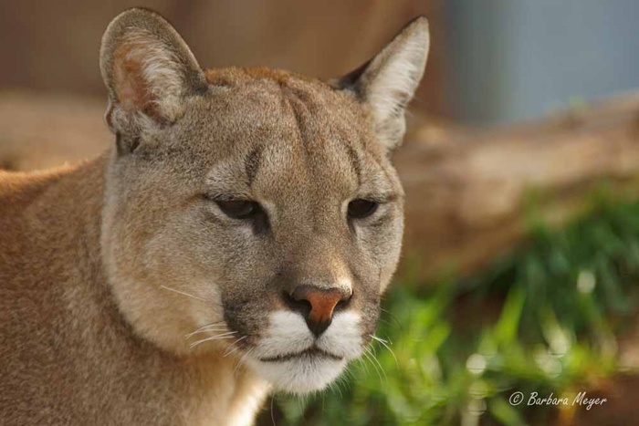Big Cat & Nature Photography | Photography Workshops and Photo Days ...