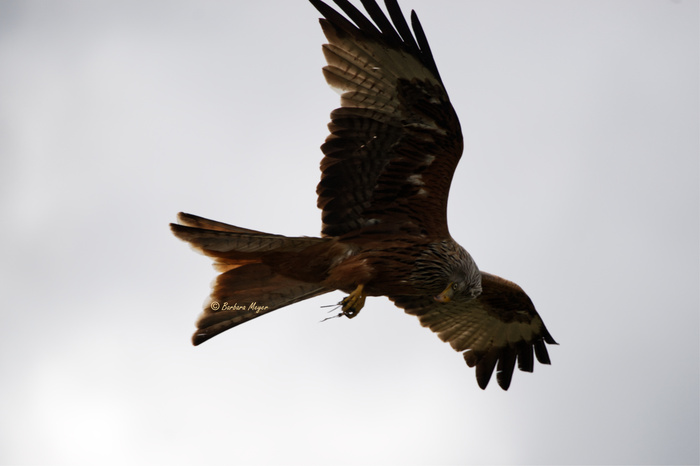 Big Cat & Nature Photography | Photography Workshops and Photo Days ...